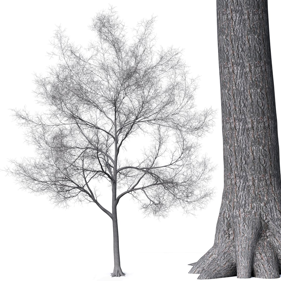Realistic Tree Leaves 3D - TurboSquid 1304394