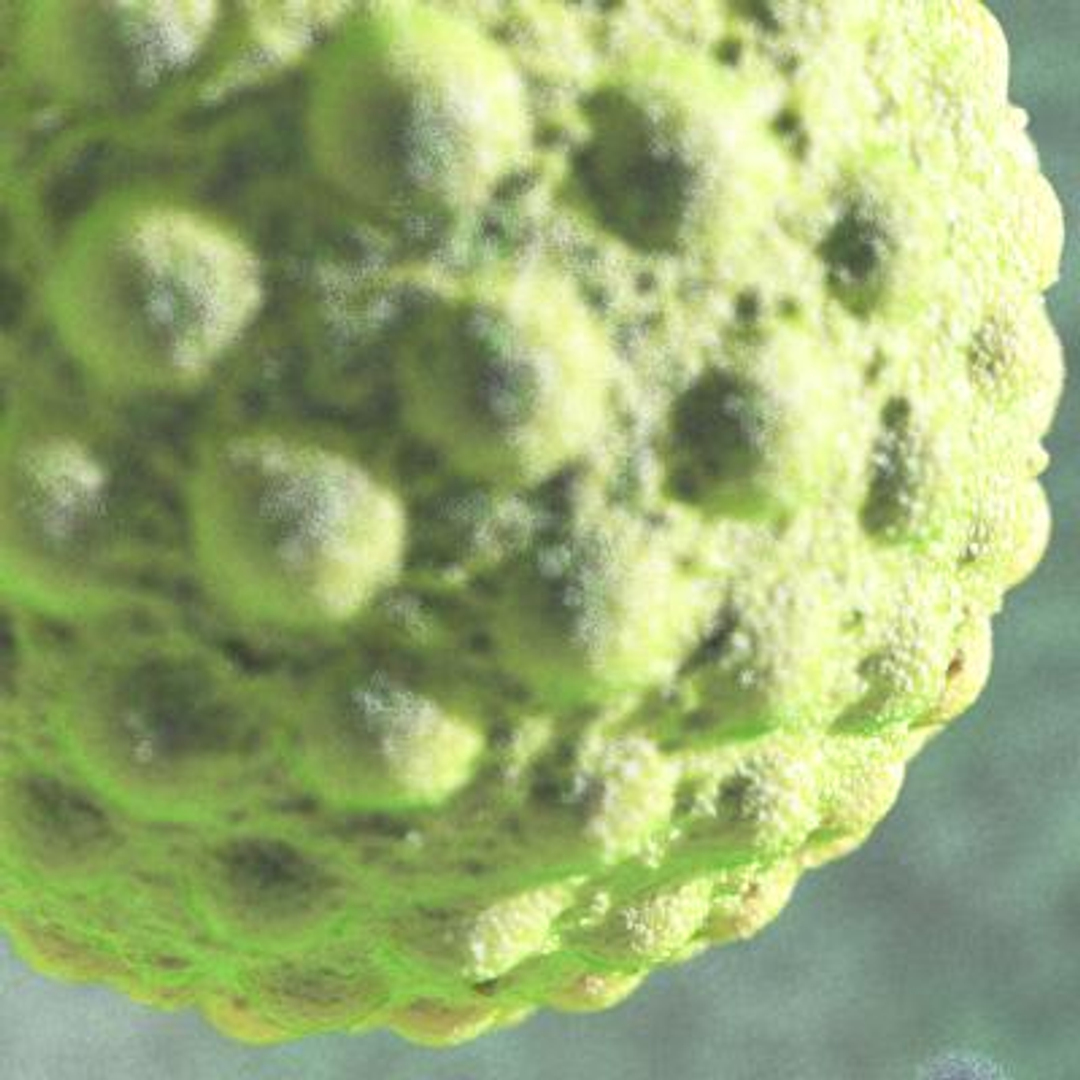 hepatitis virus 3d max