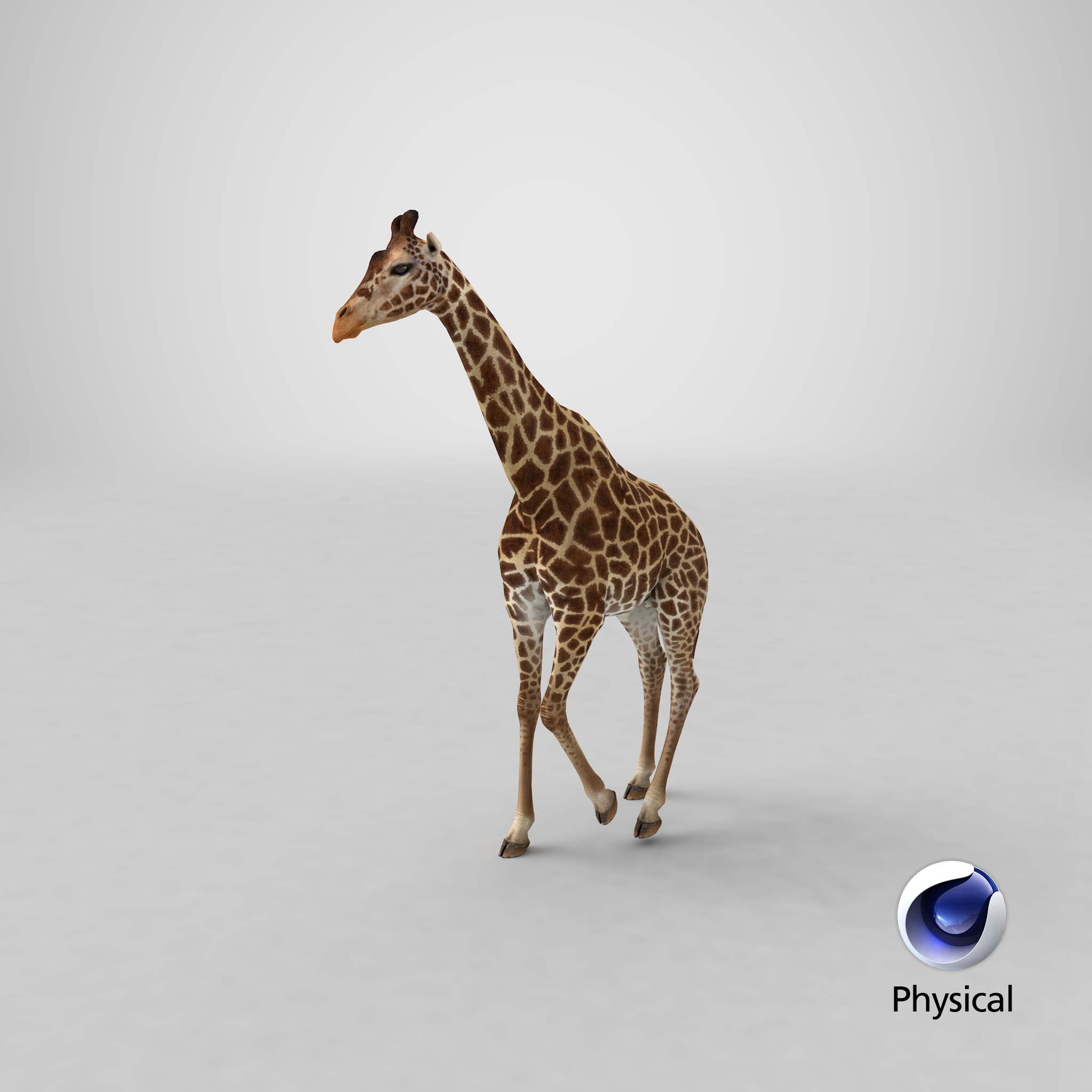 African giraffe walking pose 3D - TurboSquid 1402541