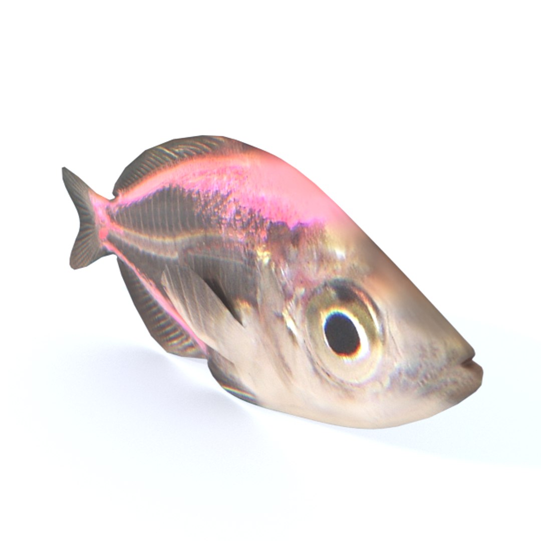 3D Model Crystal Catfish - TurboSquid 1319845