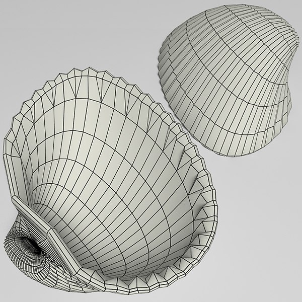 3d ark cockle seashell