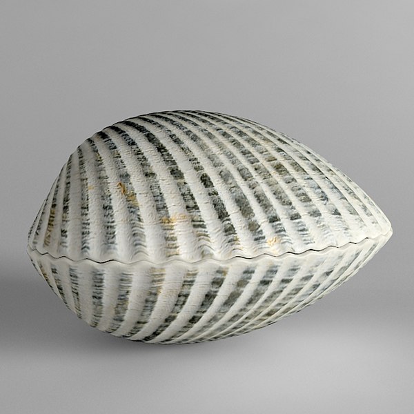 3d ark cockle seashell