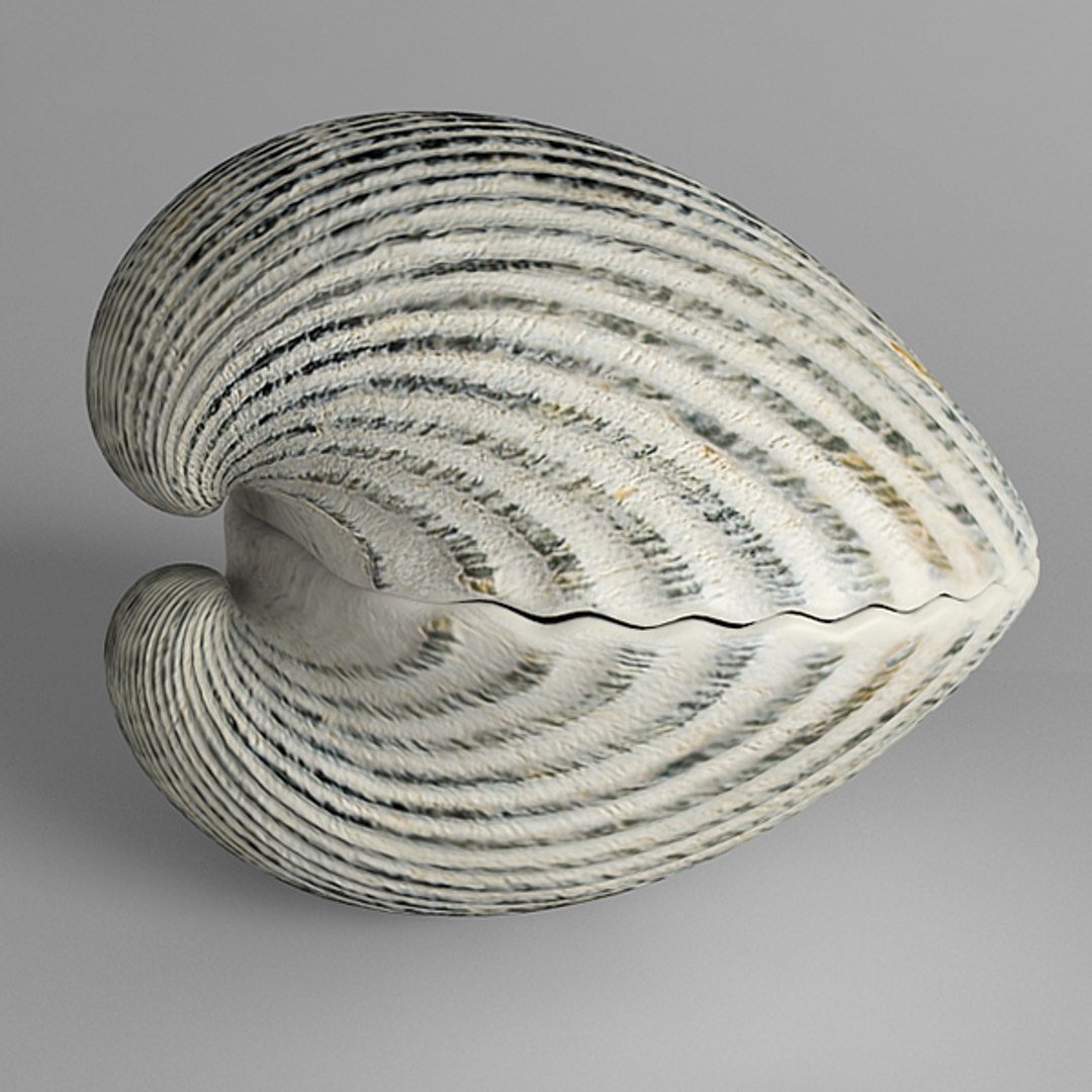 3d Ark Cockle Seashell
