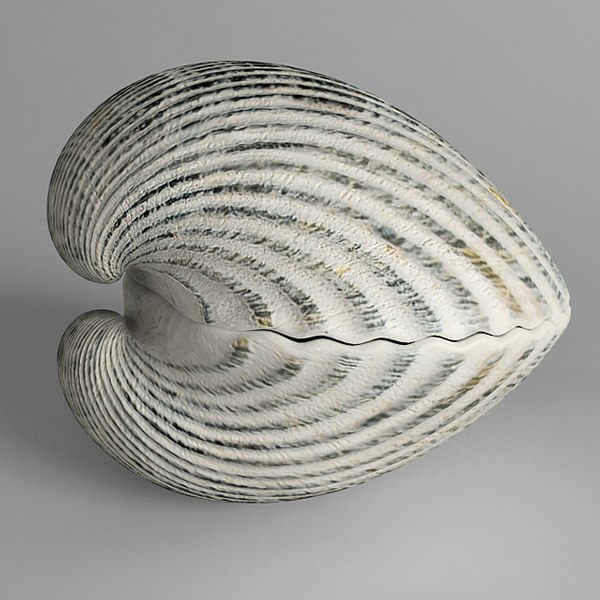 3d ark cockle seashell