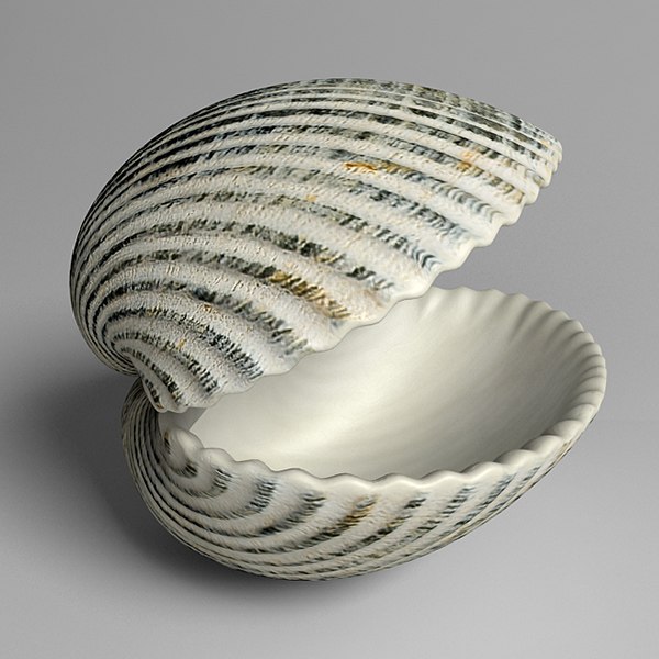 3d ark cockle seashell