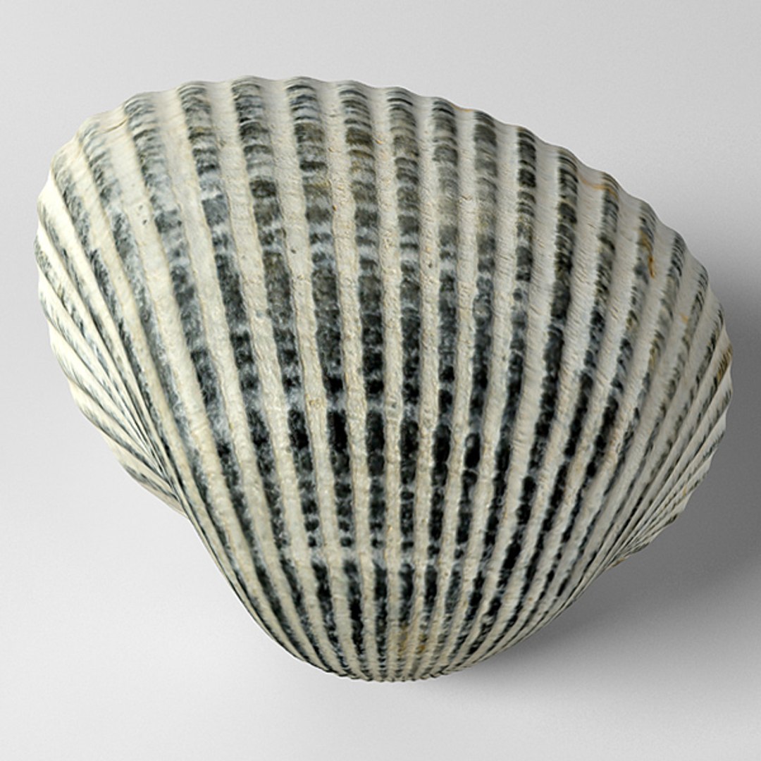 3d Ark Cockle Seashell