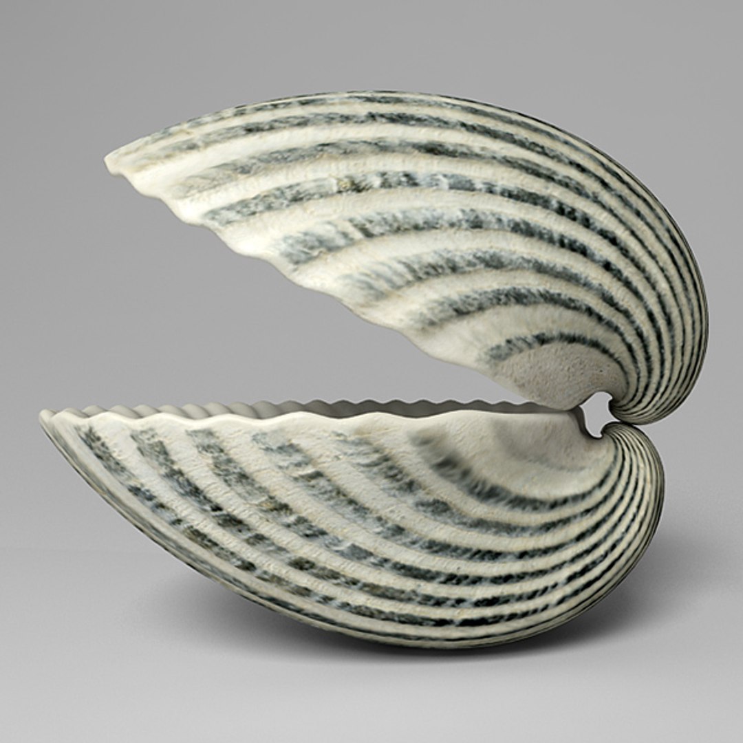 3d Ark Cockle Seashell