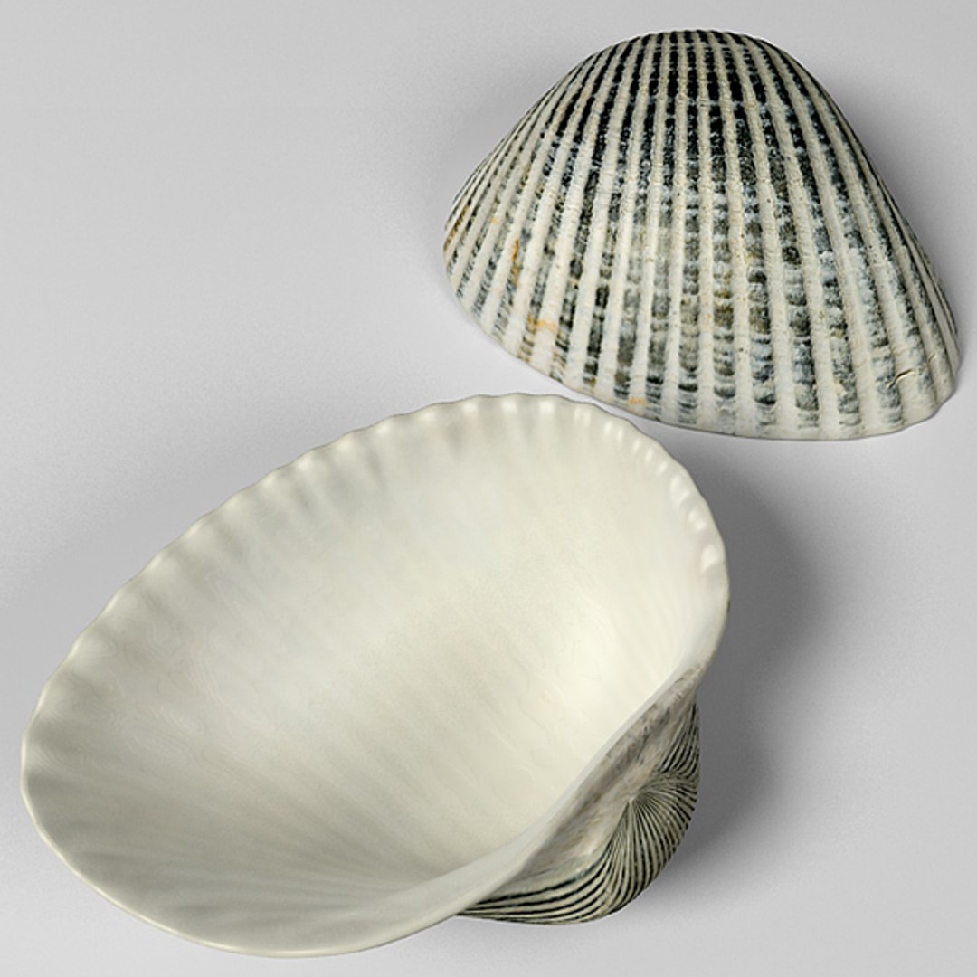 3d Ark Cockle Seashell