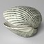 3d ark cockle seashell
