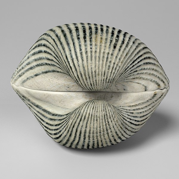 3d ark cockle seashell