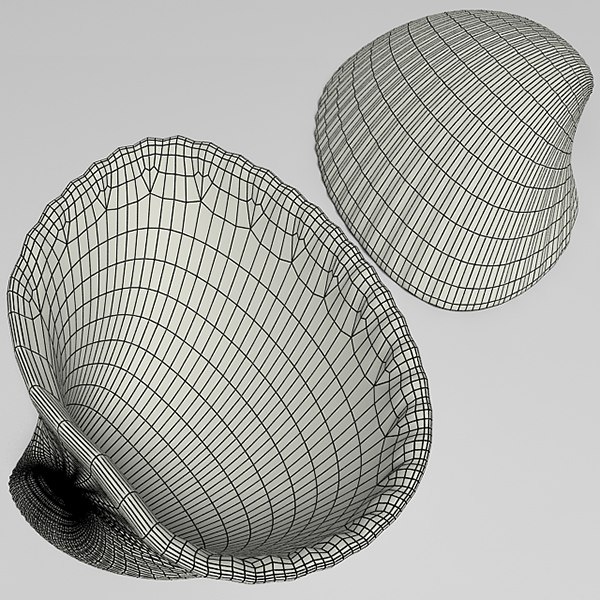 3d ark cockle seashell