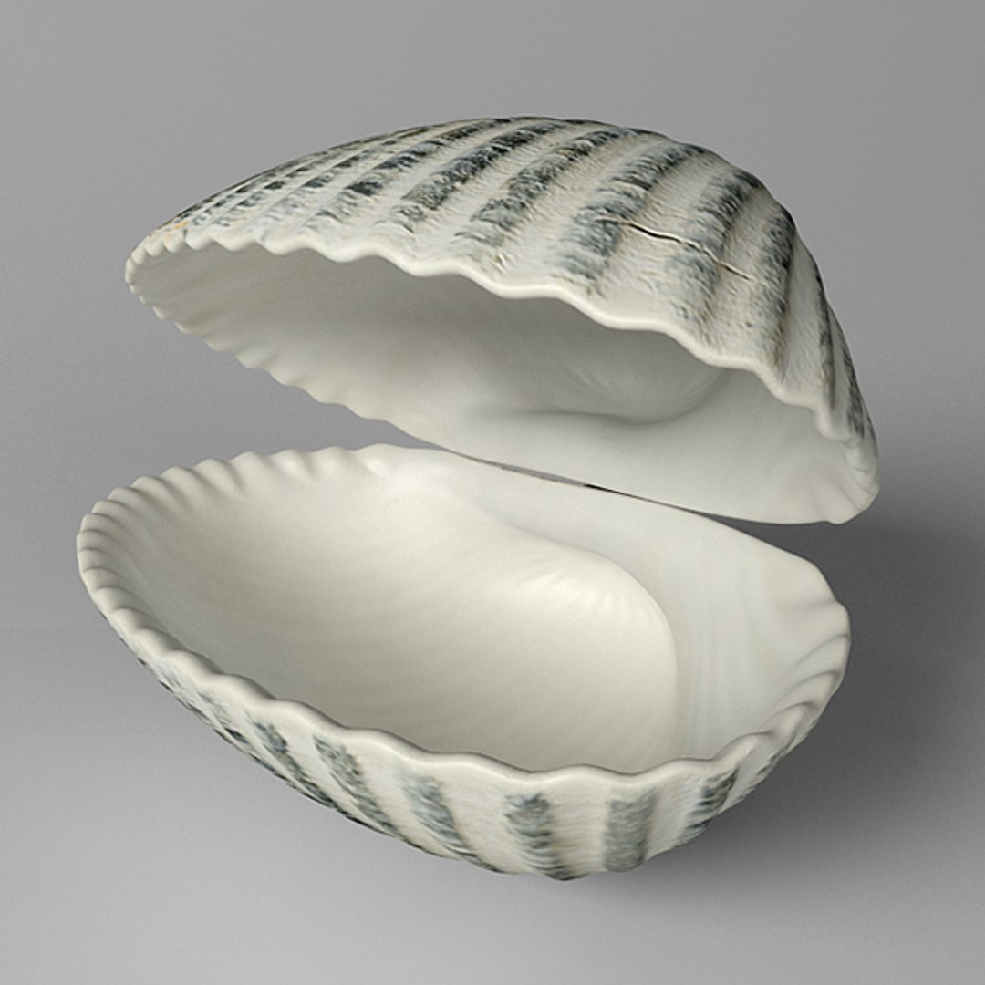3d Ark Cockle Seashell