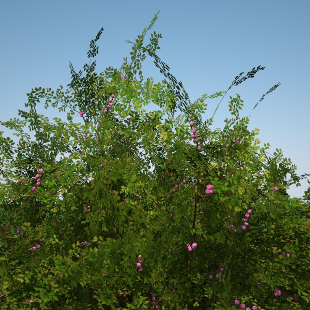3d Model Shrubs Berries