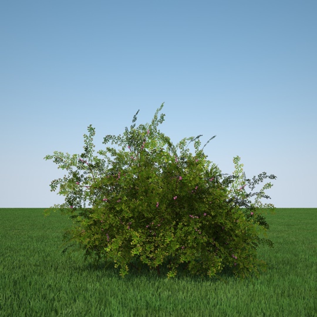3d Model Shrubs Berries