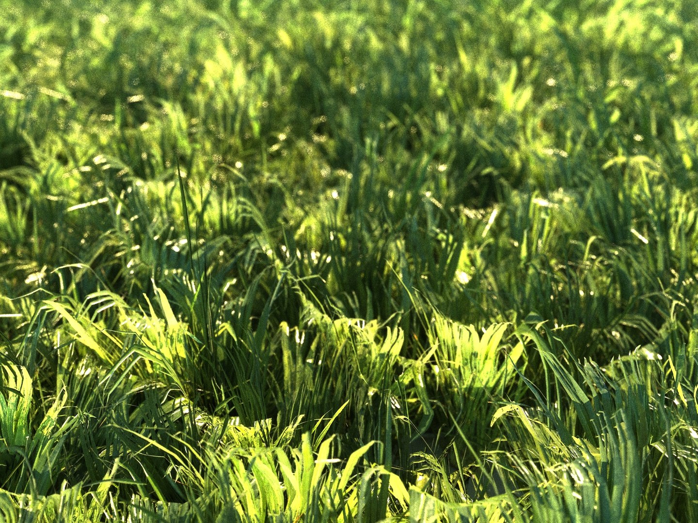 Grass Pack 50 3D - TurboSquid 1398655