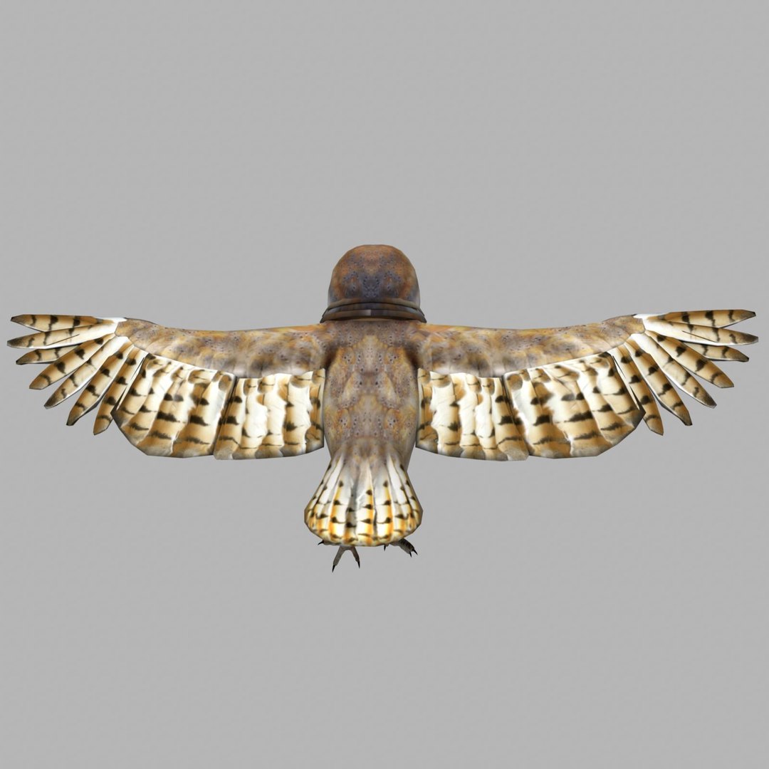 Barn Owl Animations 3d Obj