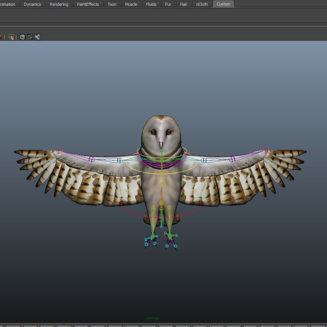Barn Owl Animations 3d Obj