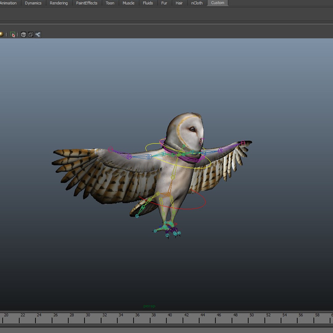 Barn Owl Animations 3d Obj