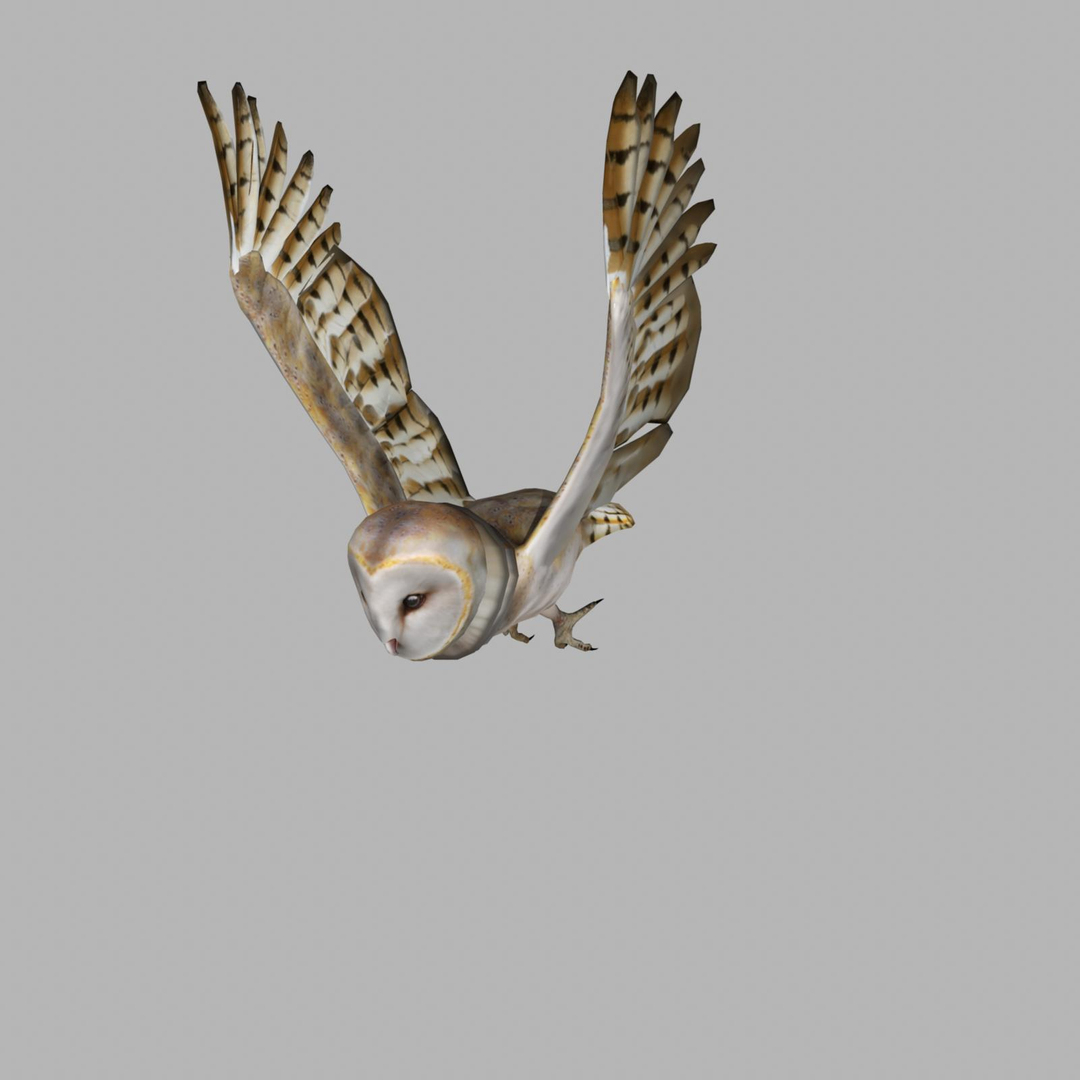 Barn Owl Animations 3d Obj
