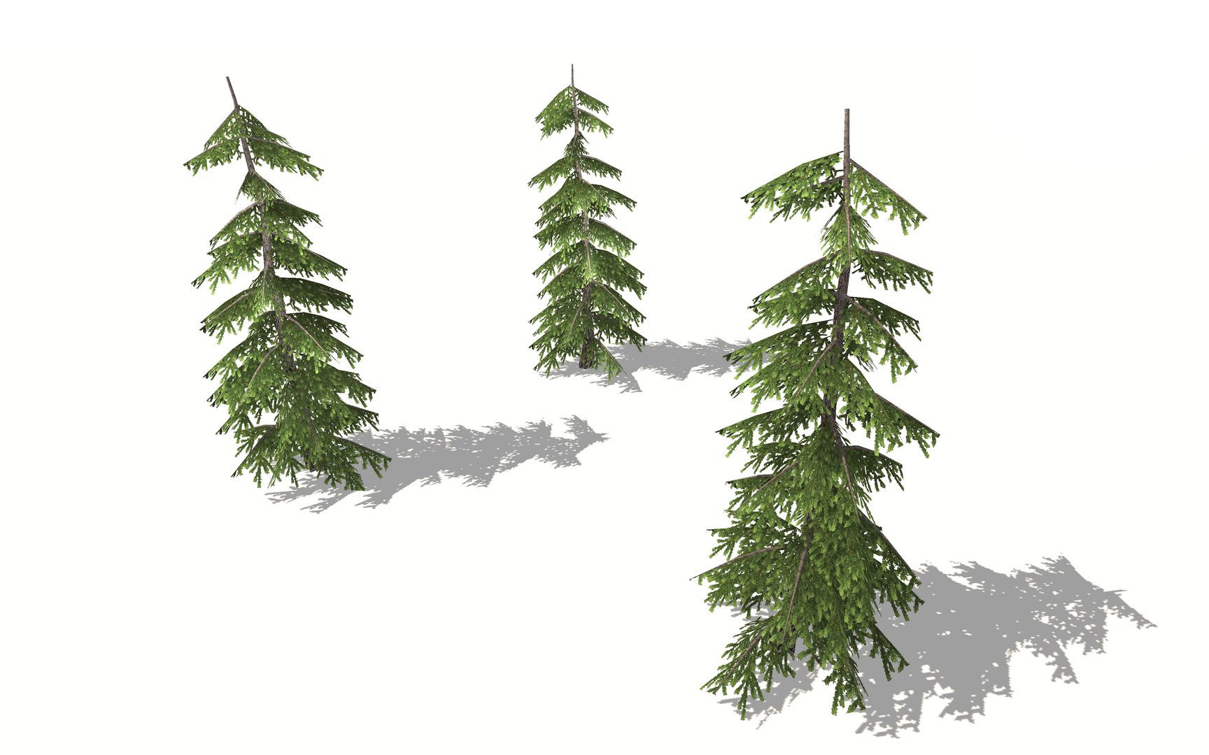 3D Realistic Pine Tree - TurboSquid 1517322