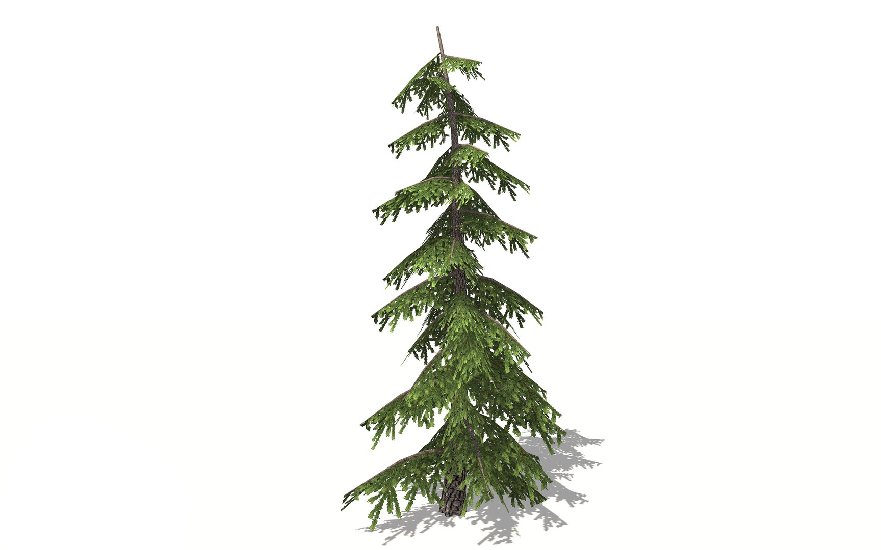 3D Realistic Pine Tree - TurboSquid 1517322