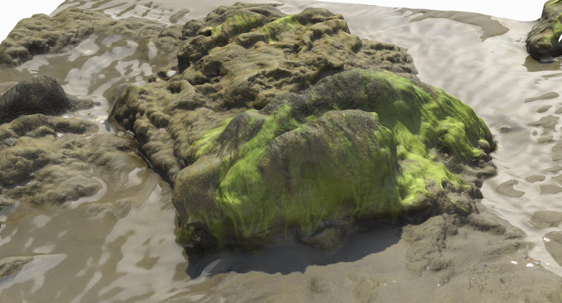 Seaweed Rock 3D - TurboSquid 1303940