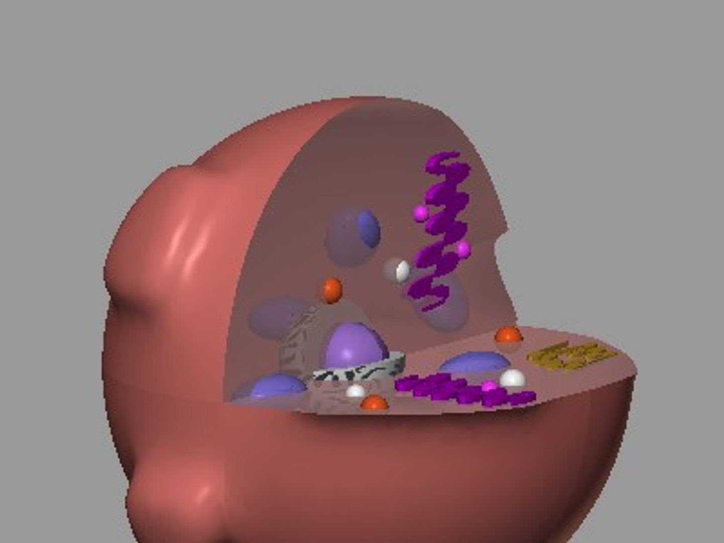 Animal Cell 3d Unlabeled