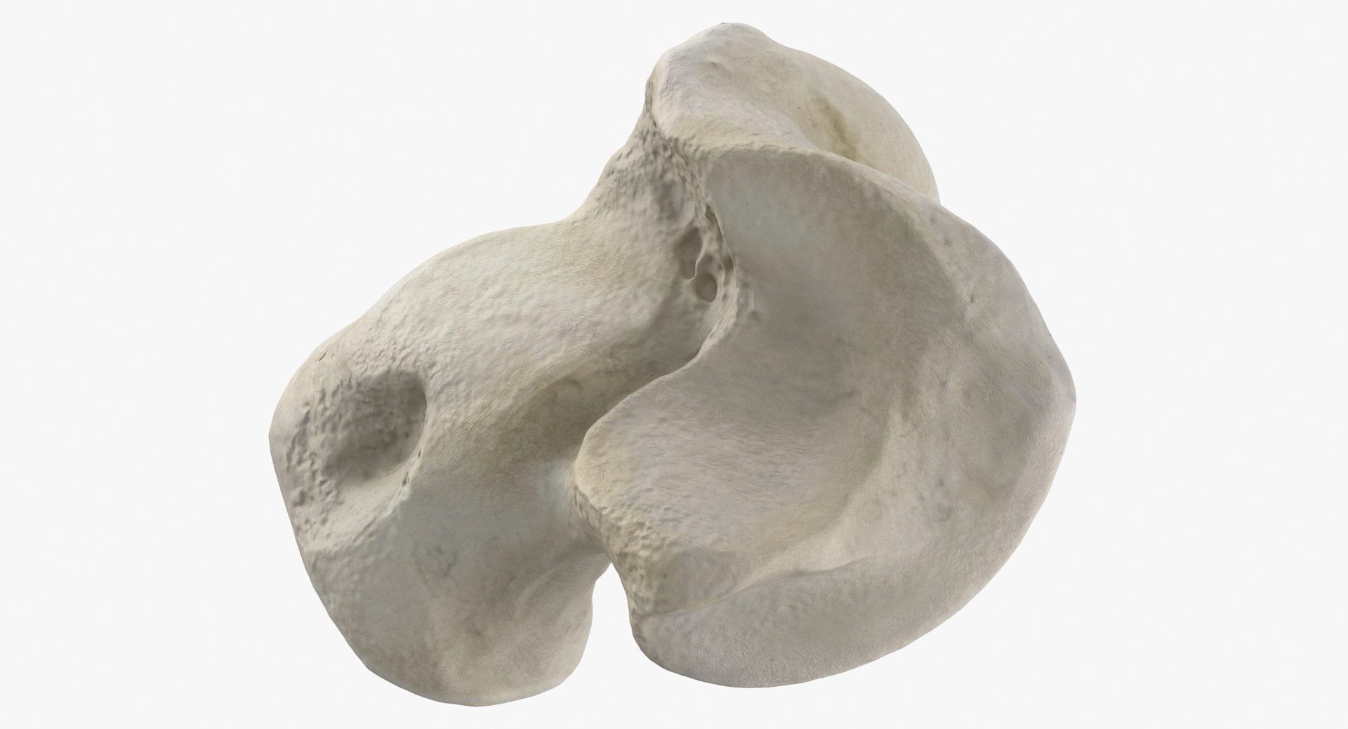 Domestic Cat Talus Bone 01 3D - TurboSquid 1828003