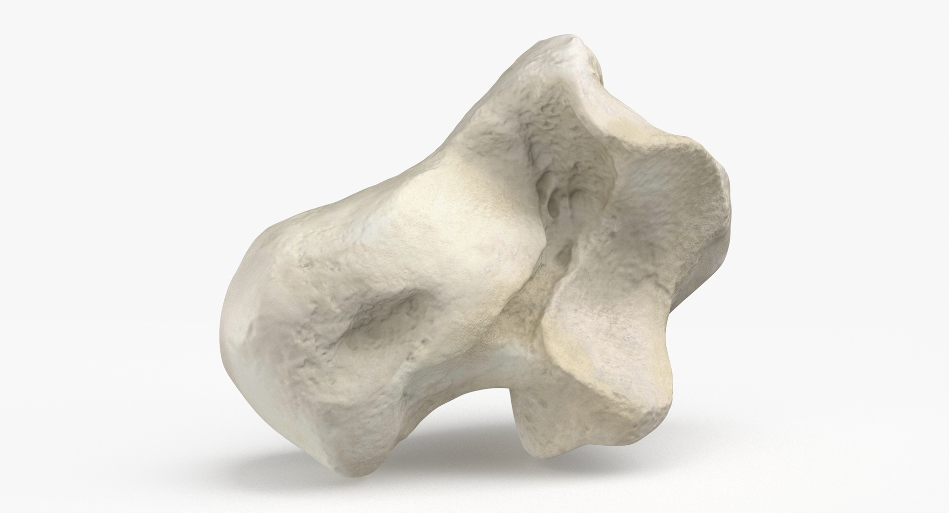 Domestic Cat Talus Bone 01 3D - TurboSquid 1828003