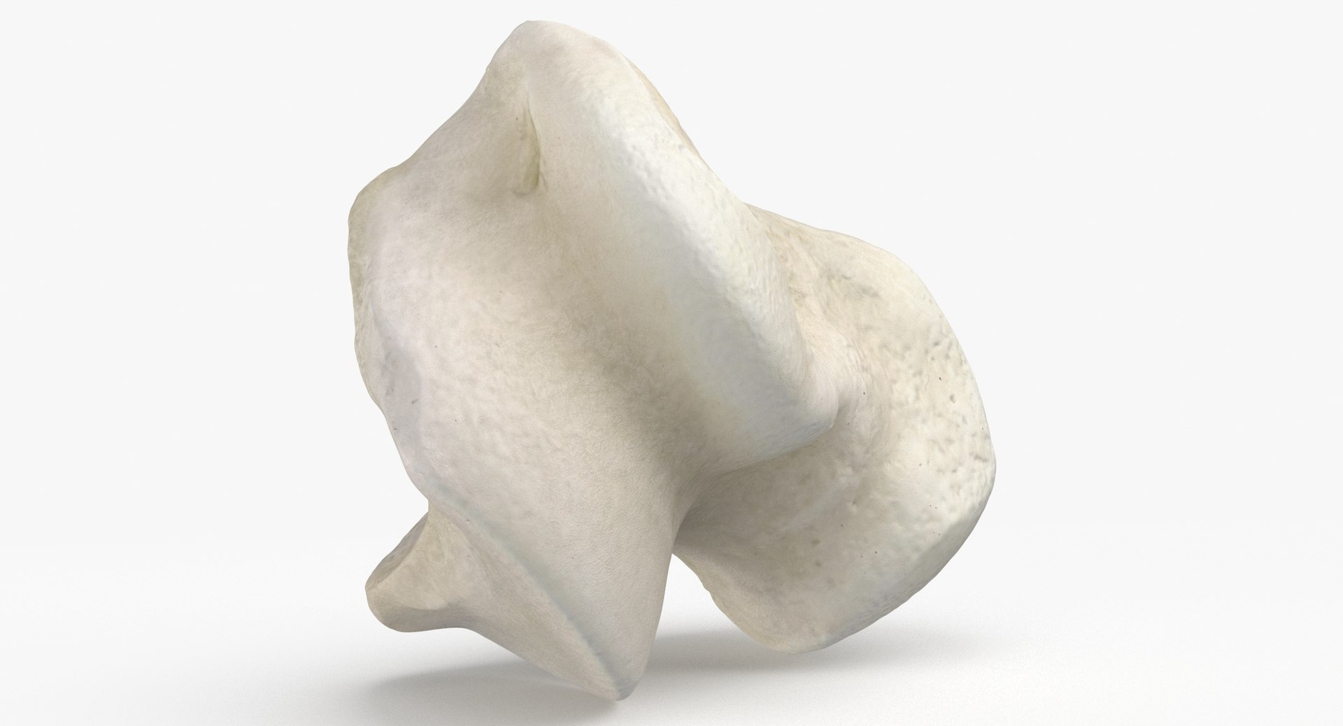 Domestic Cat Talus Bone 01 3D - TurboSquid 1828003