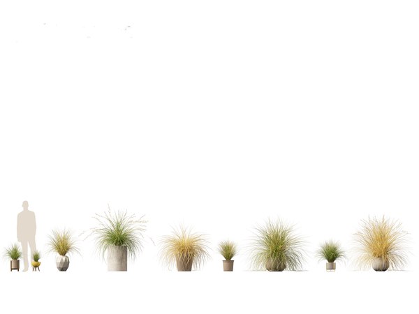 modelo 3d Chionochloa rubra - Red tussock grass 03 - TurboSquid 2113591