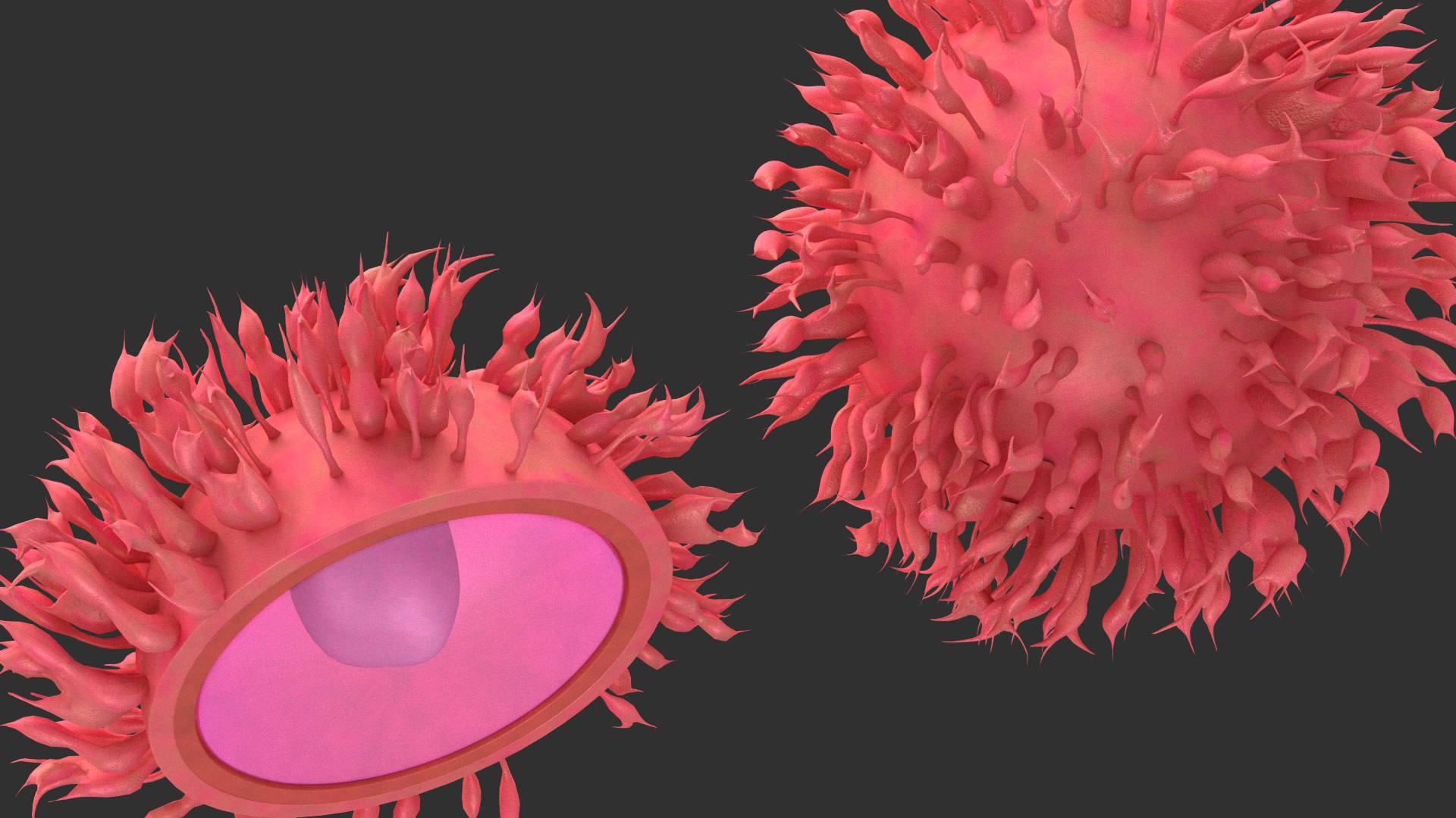 3D Ovum Human Egg Cell With Cross Section Model - TurboSquid 2426916