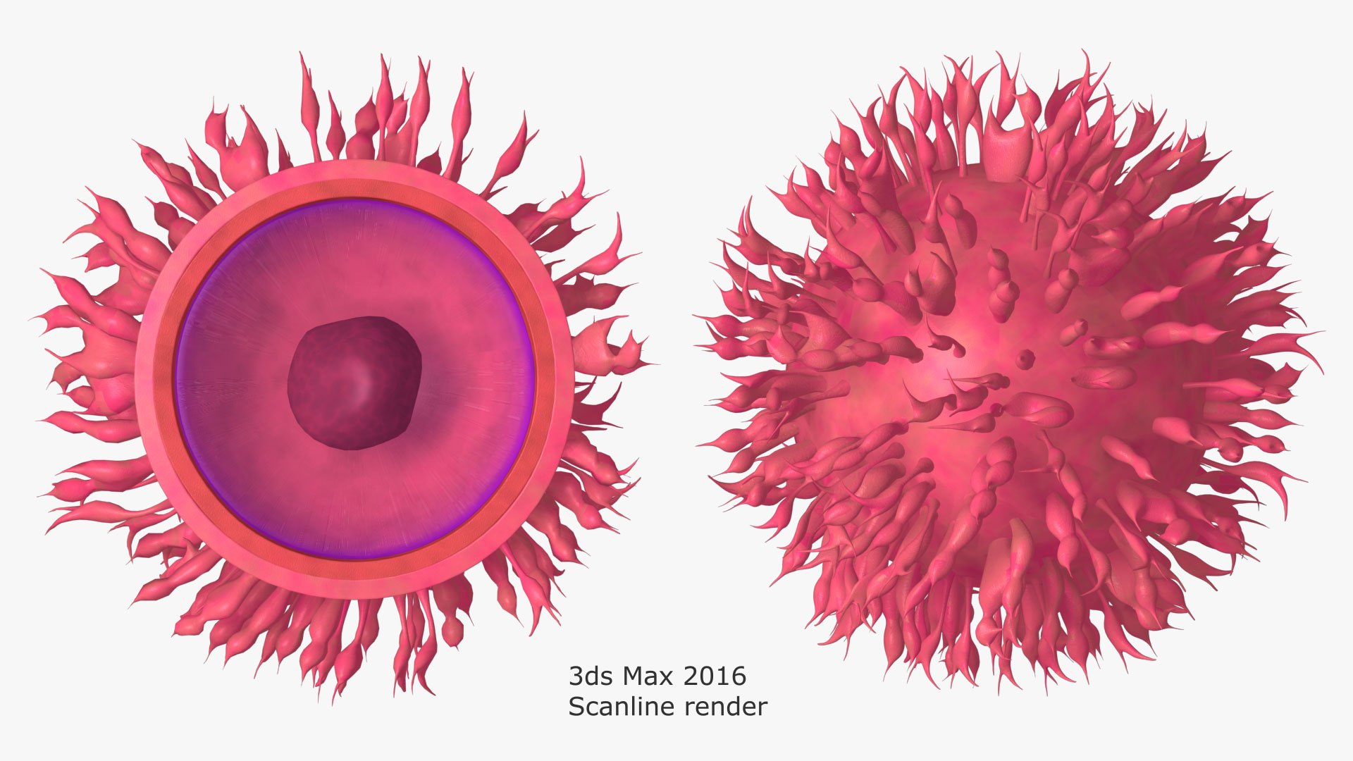 3D Ovum Human Egg Cell With Cross Section Model - TurboSquid 2426916