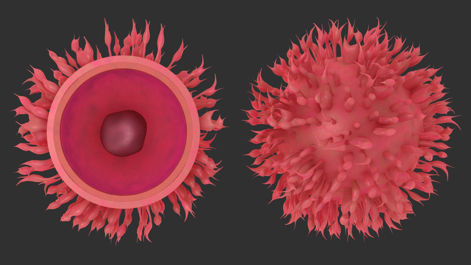 3D Ovum Human Egg Cell With Cross Section Model - TurboSquid 2426916