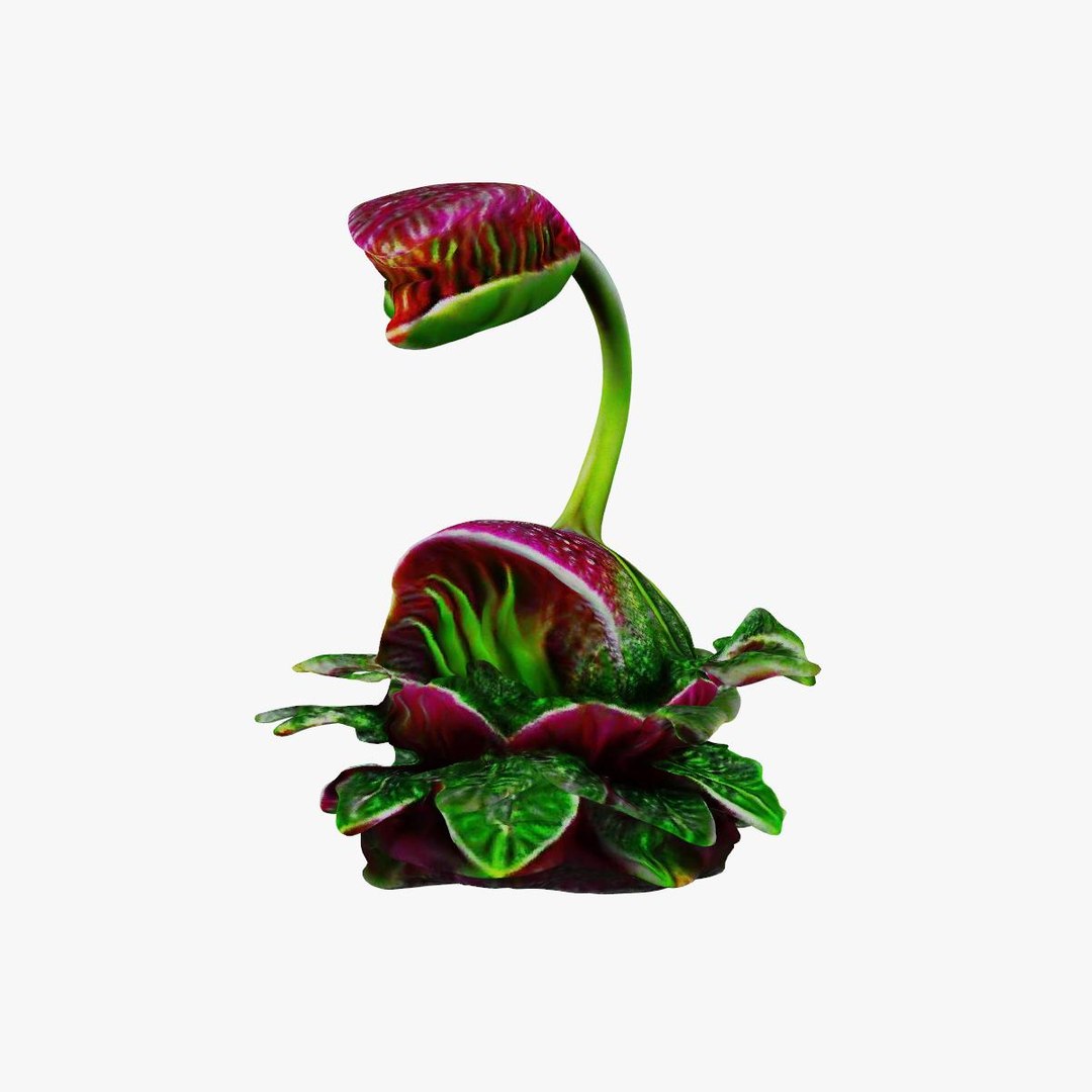Venus Flytrap Model - TurboSquid 2278356