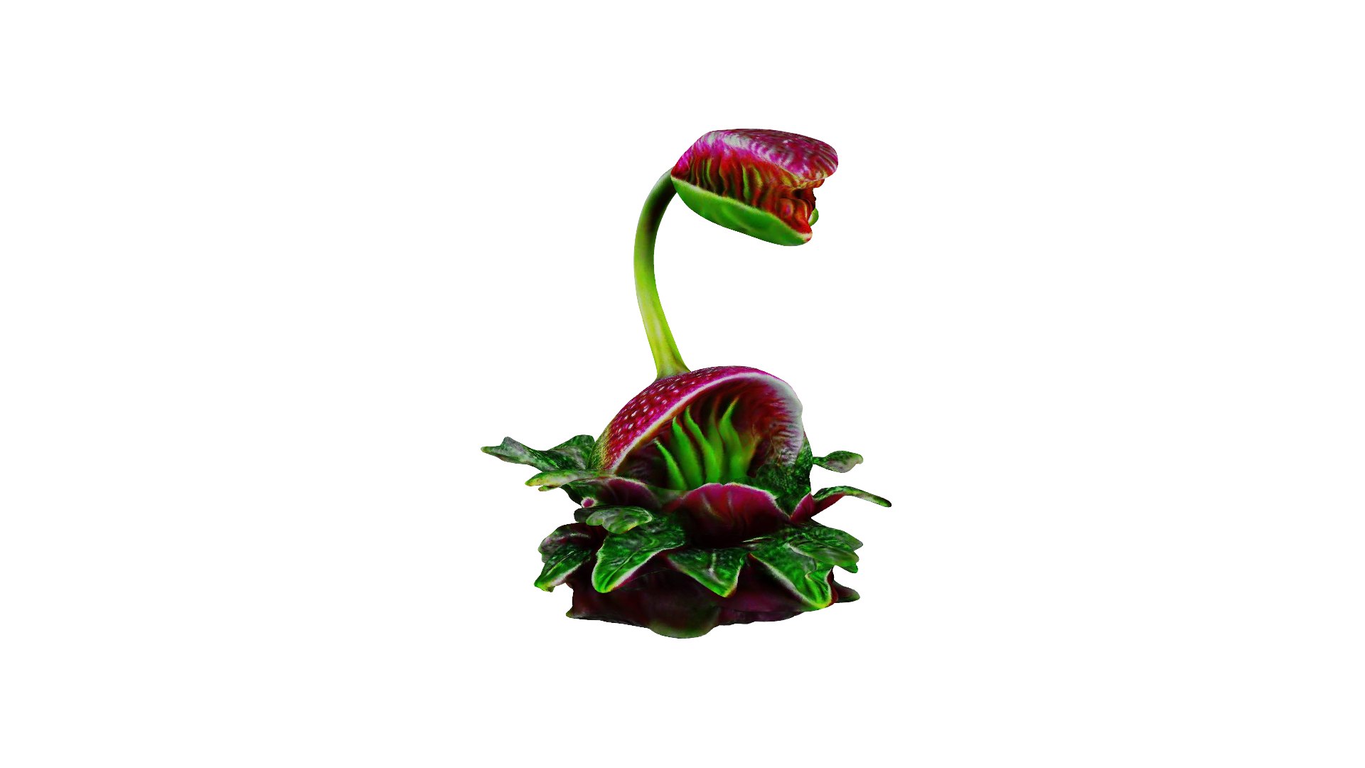 Venus Flytrap Model - TurboSquid 2278356