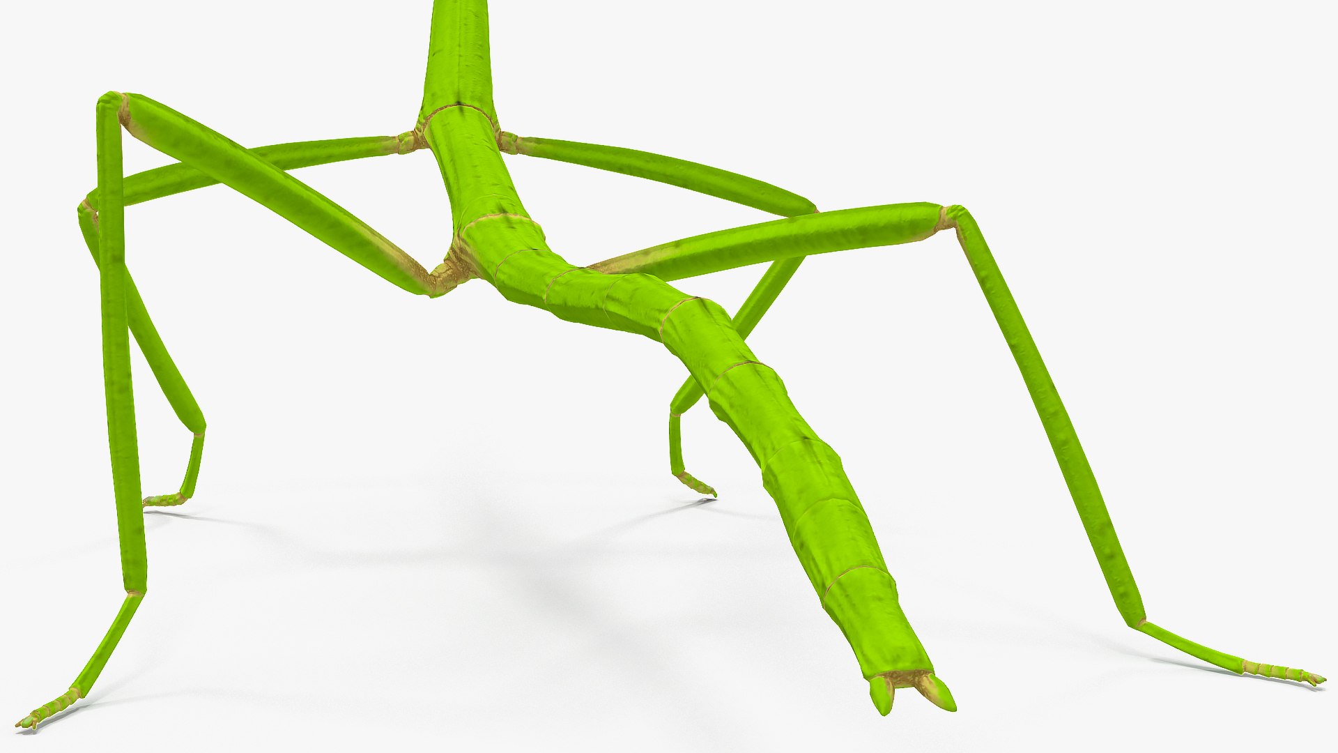 3D model stick insect green rigged - TurboSquid 1520307