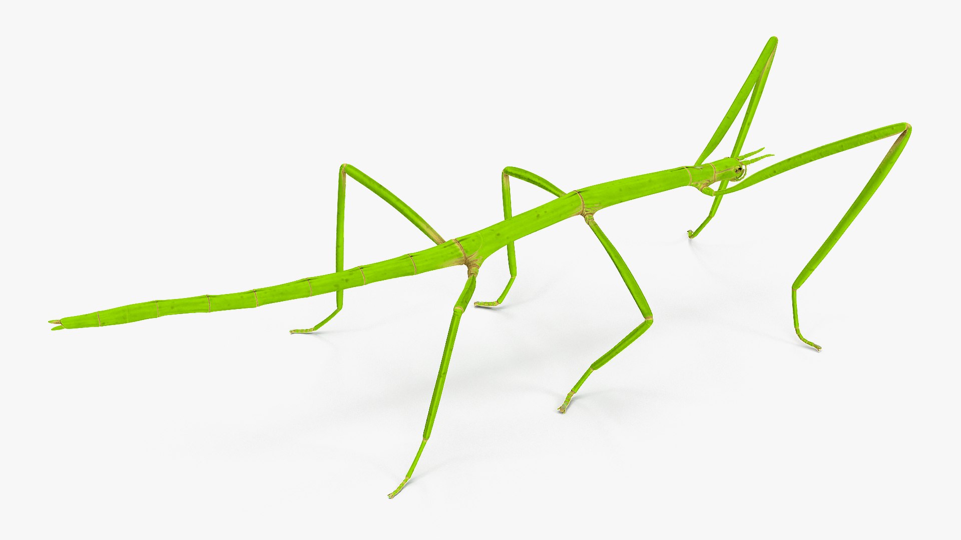 3D model stick insect green rigged - TurboSquid 1520307