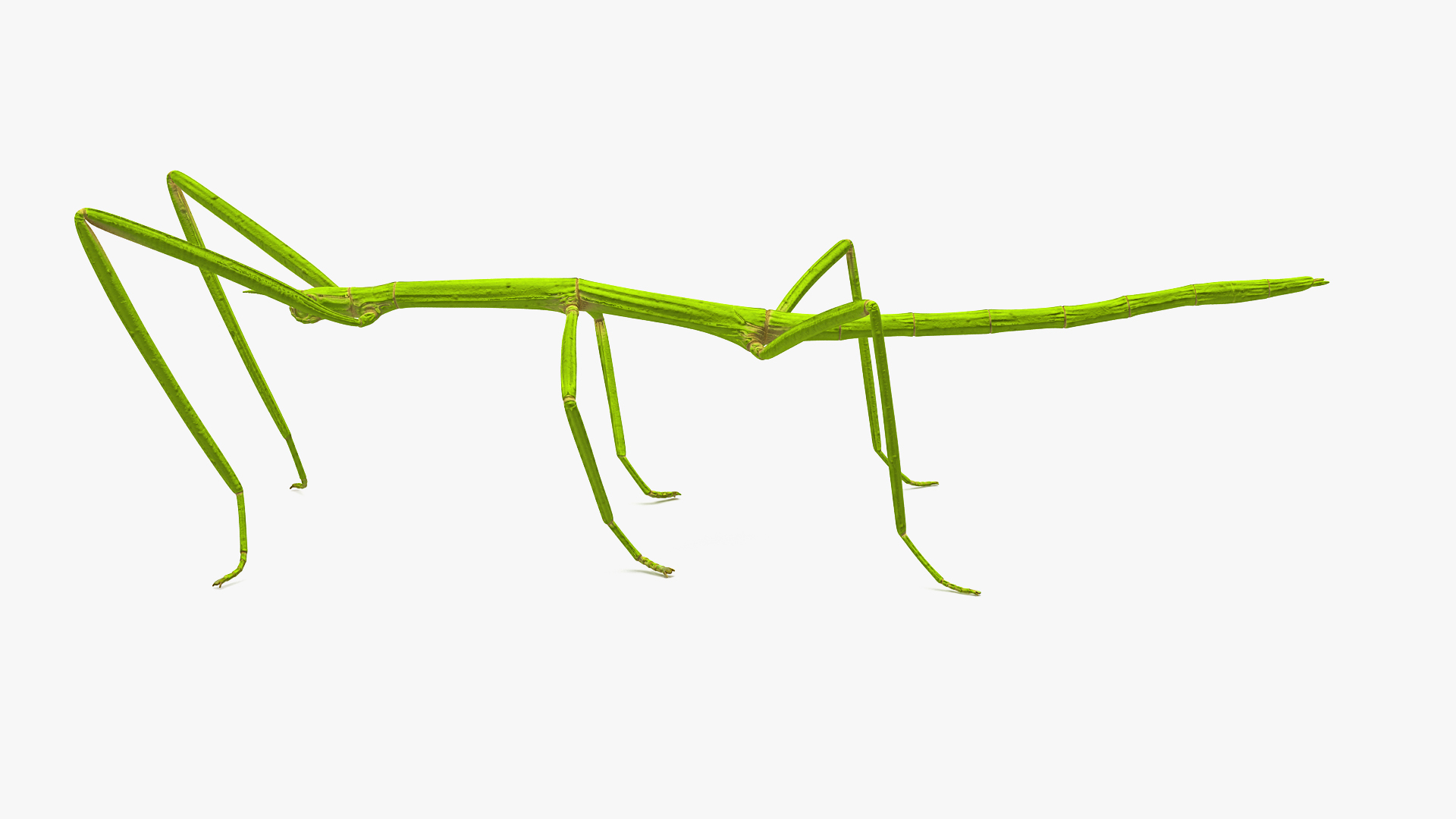 3D model stick insect green rigged - TurboSquid 1520307