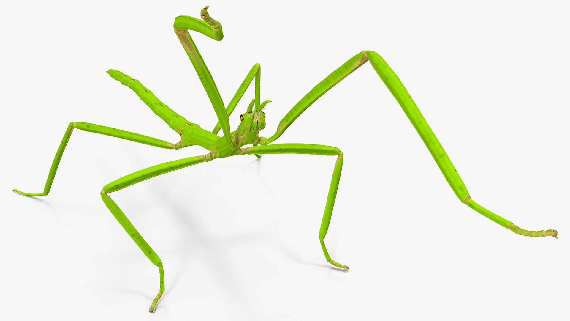 3D model stick insect green rigged - TurboSquid 1520307
