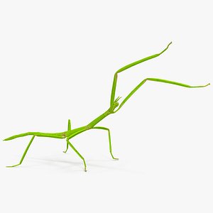 3D Stick Insect Models - Browse & Download Formats - TurboSquid
