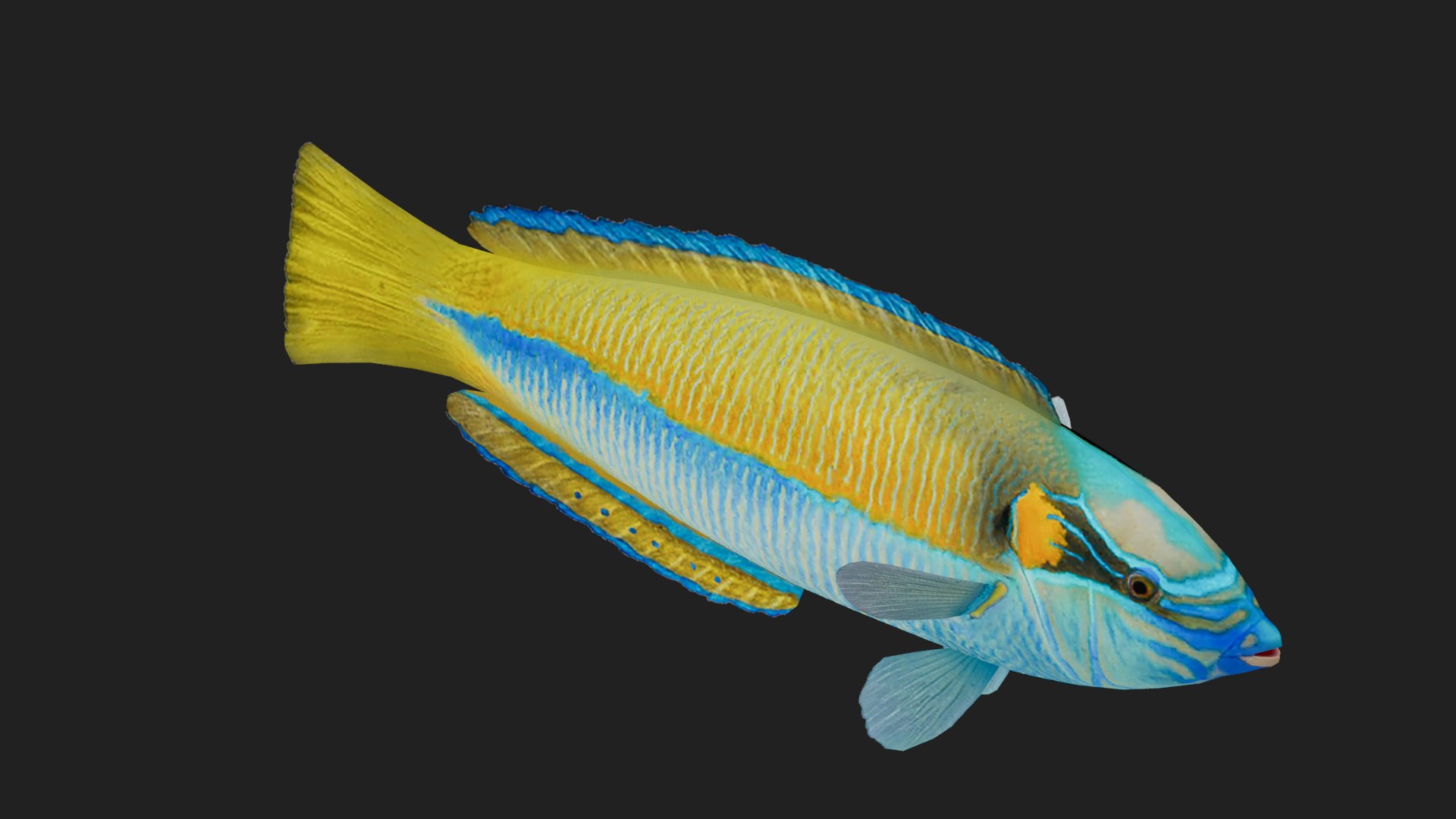 Wrasse 3D - TurboSquid 2122923