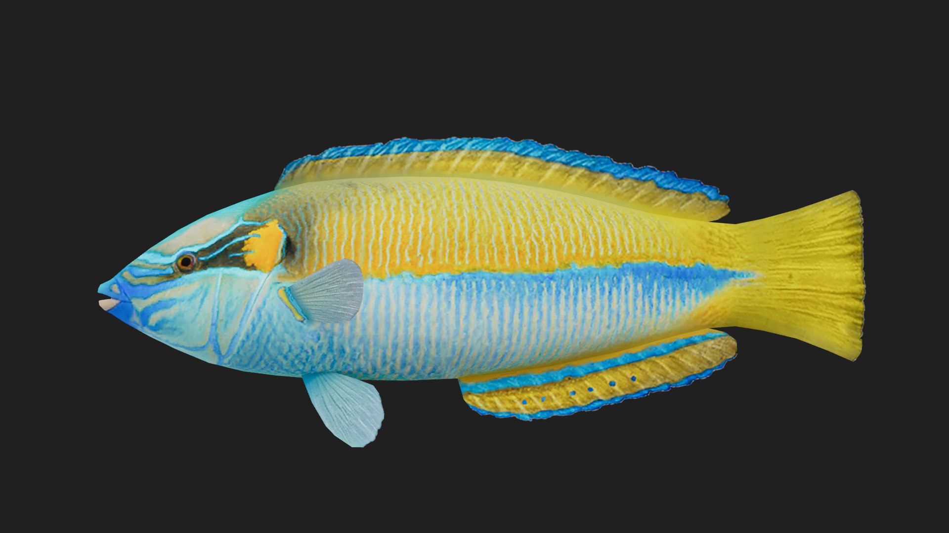 Wrasse 3D - TurboSquid 2122923
