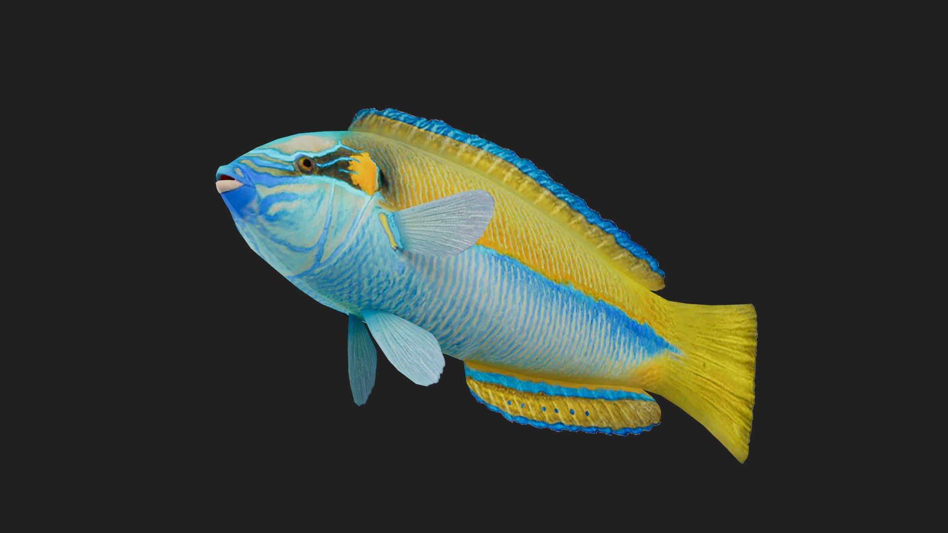 Wrasse 3D - TurboSquid 2122923