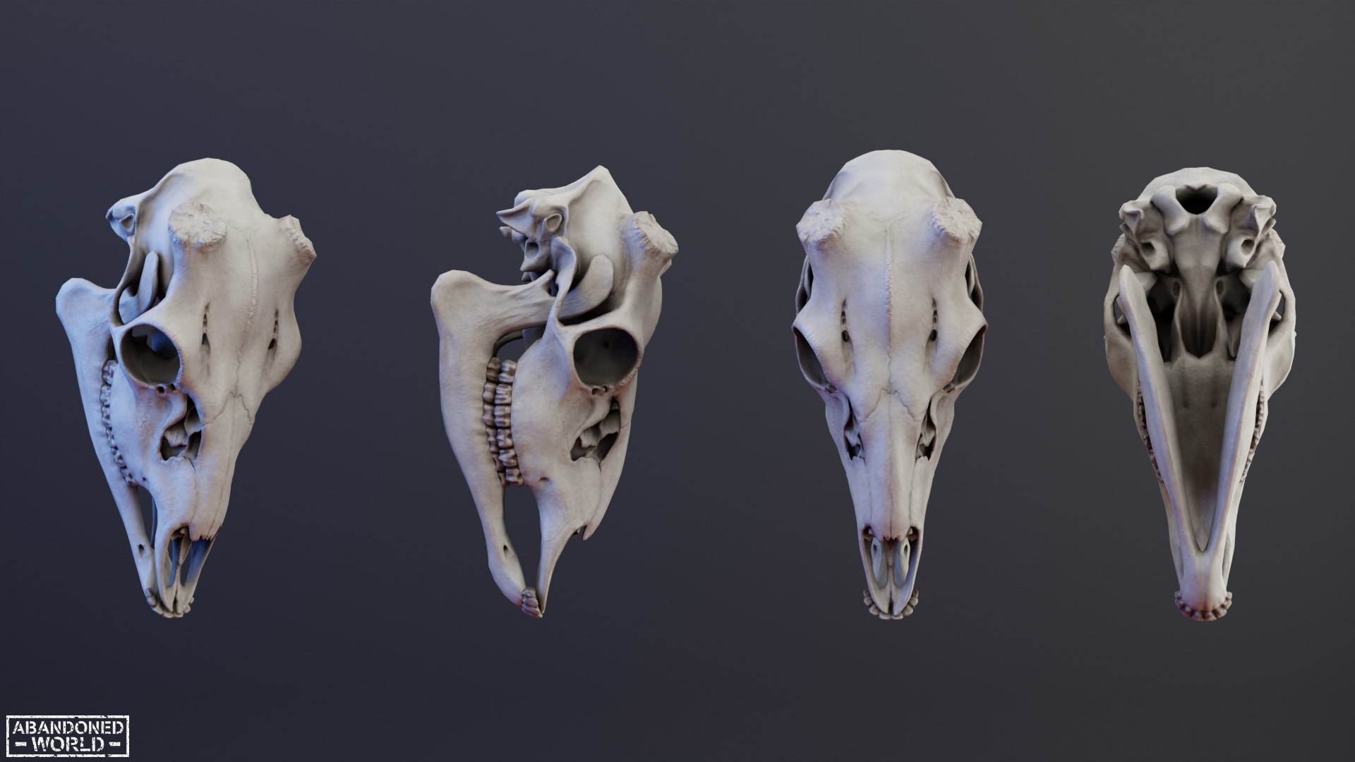 Deer Skull 3D model - TurboSquid 2176597