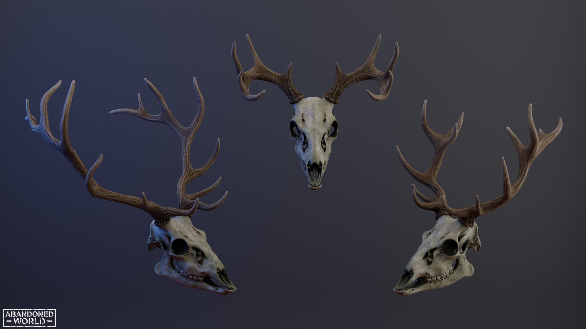 Deer Skull 3D model - TurboSquid 2176597