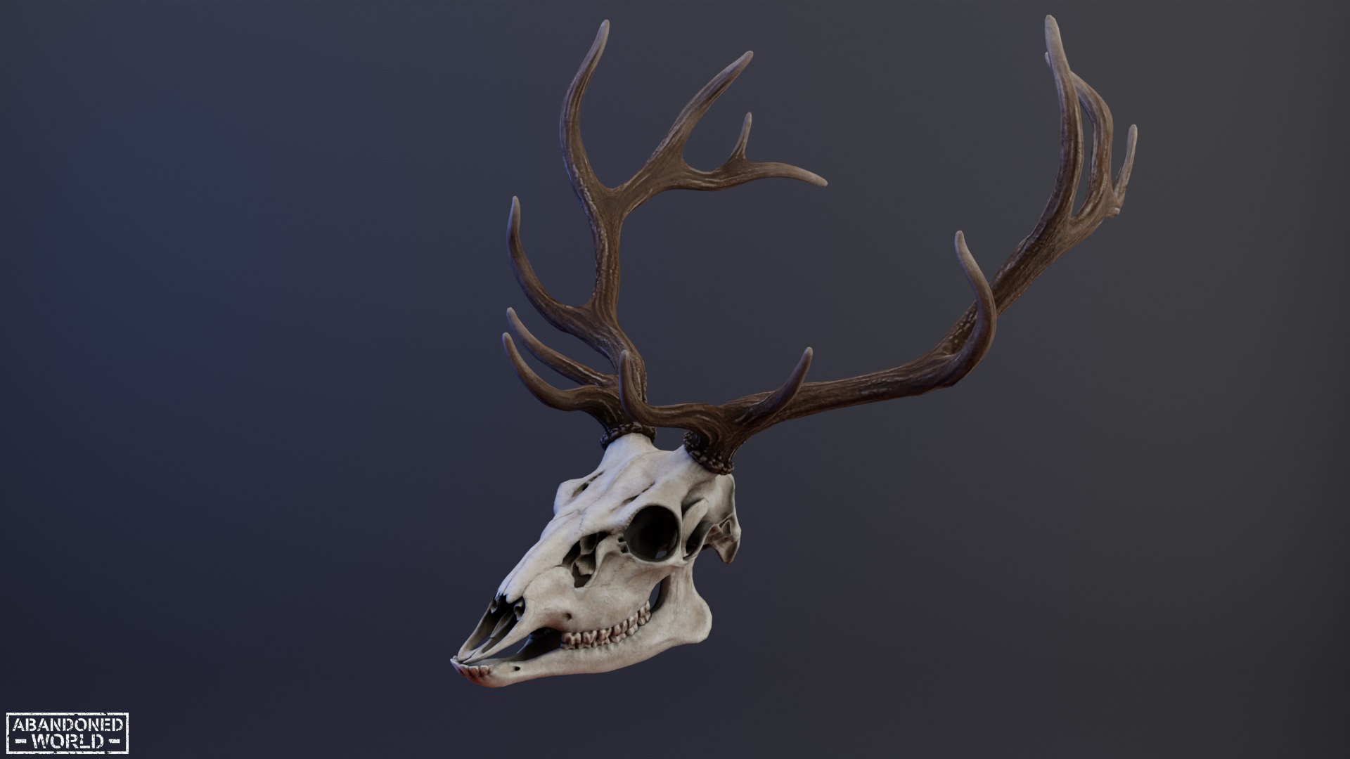 Deer Skull 3D model - TurboSquid 2176597