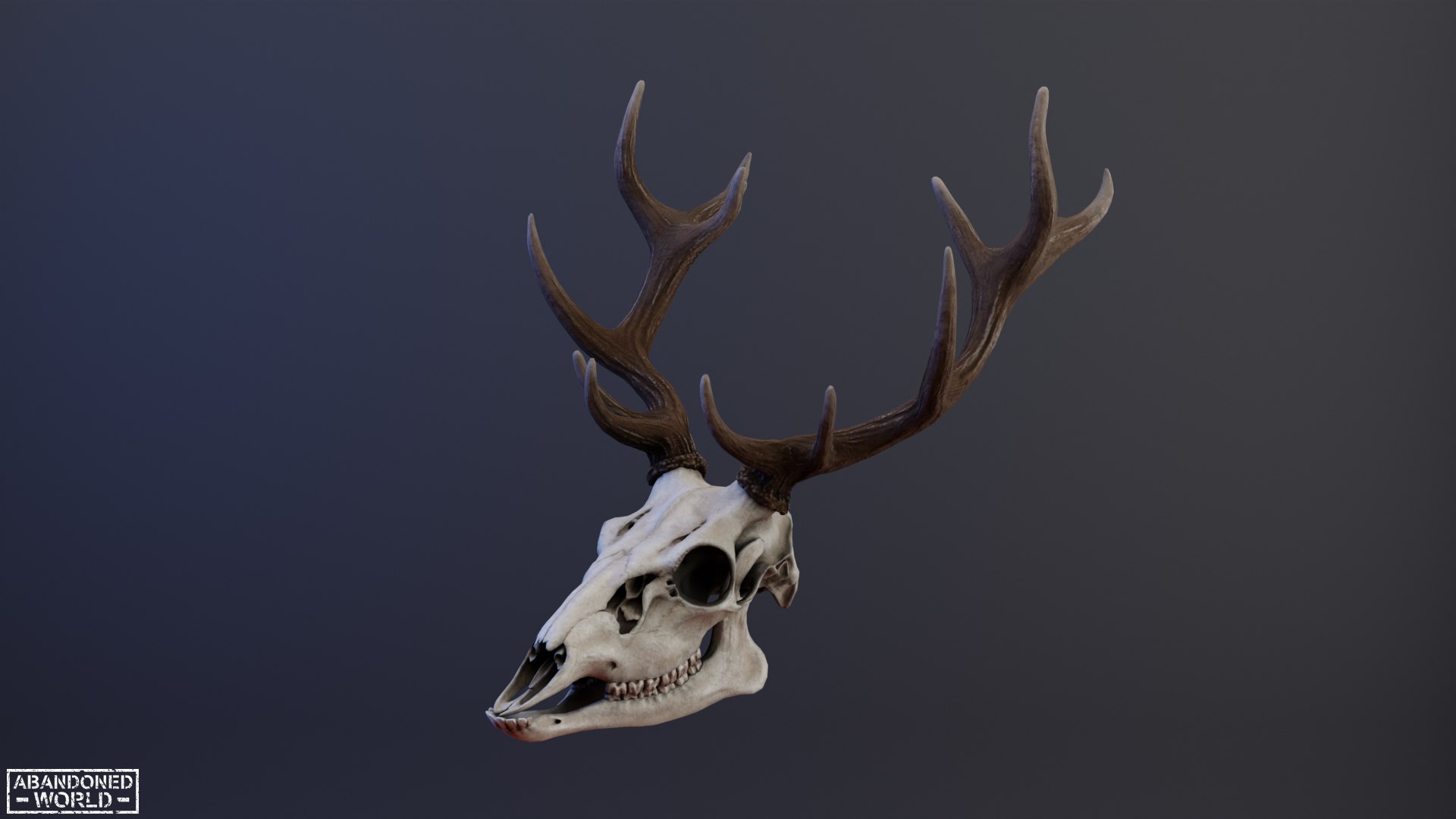 Deer Skull 3D model - TurboSquid 2176597