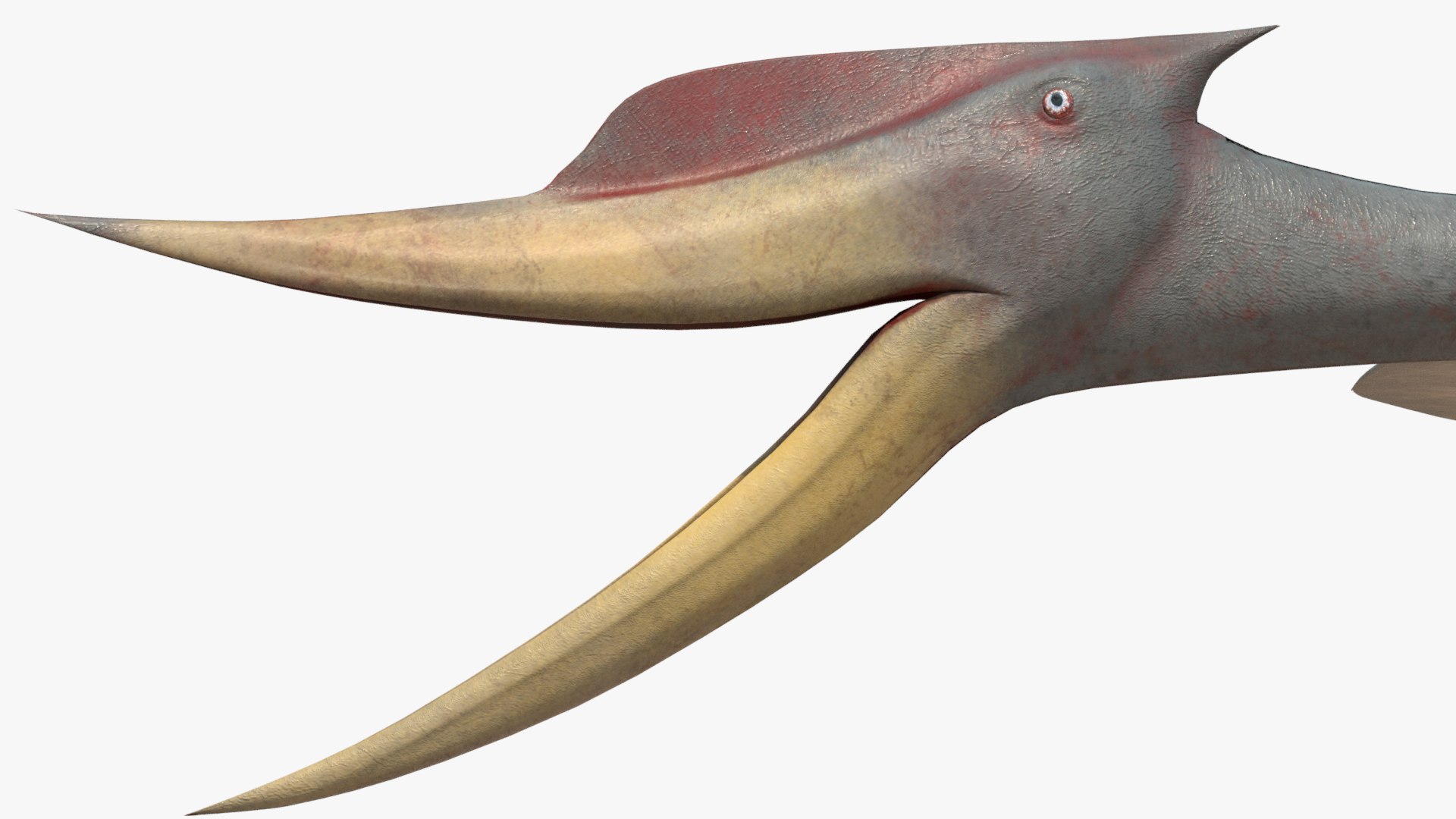 8K Realistic Pterodactyl 3D Model - TurboSquid 2074871