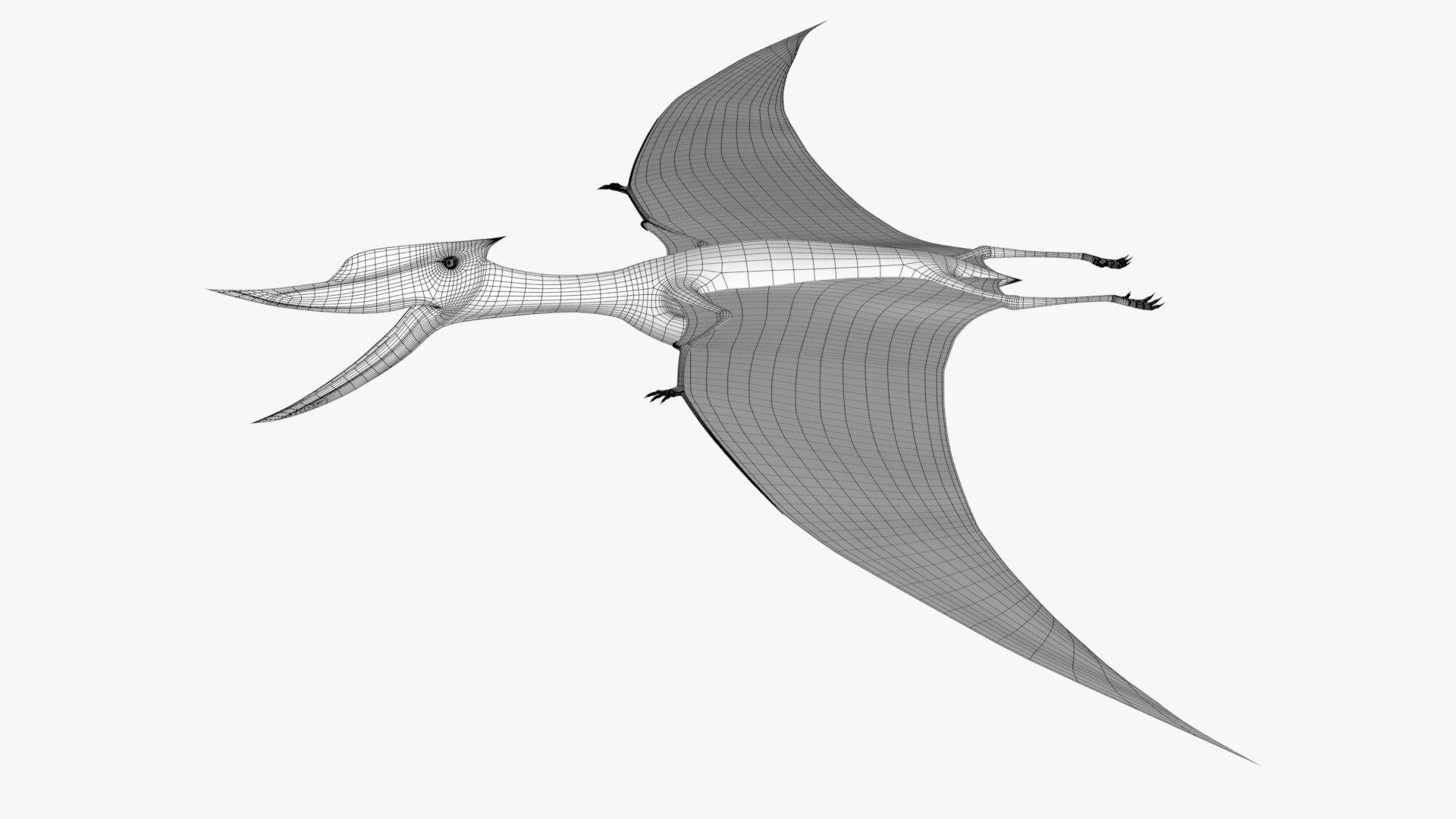 8K Realistic Pterodactyl 3D Model - TurboSquid 2074871